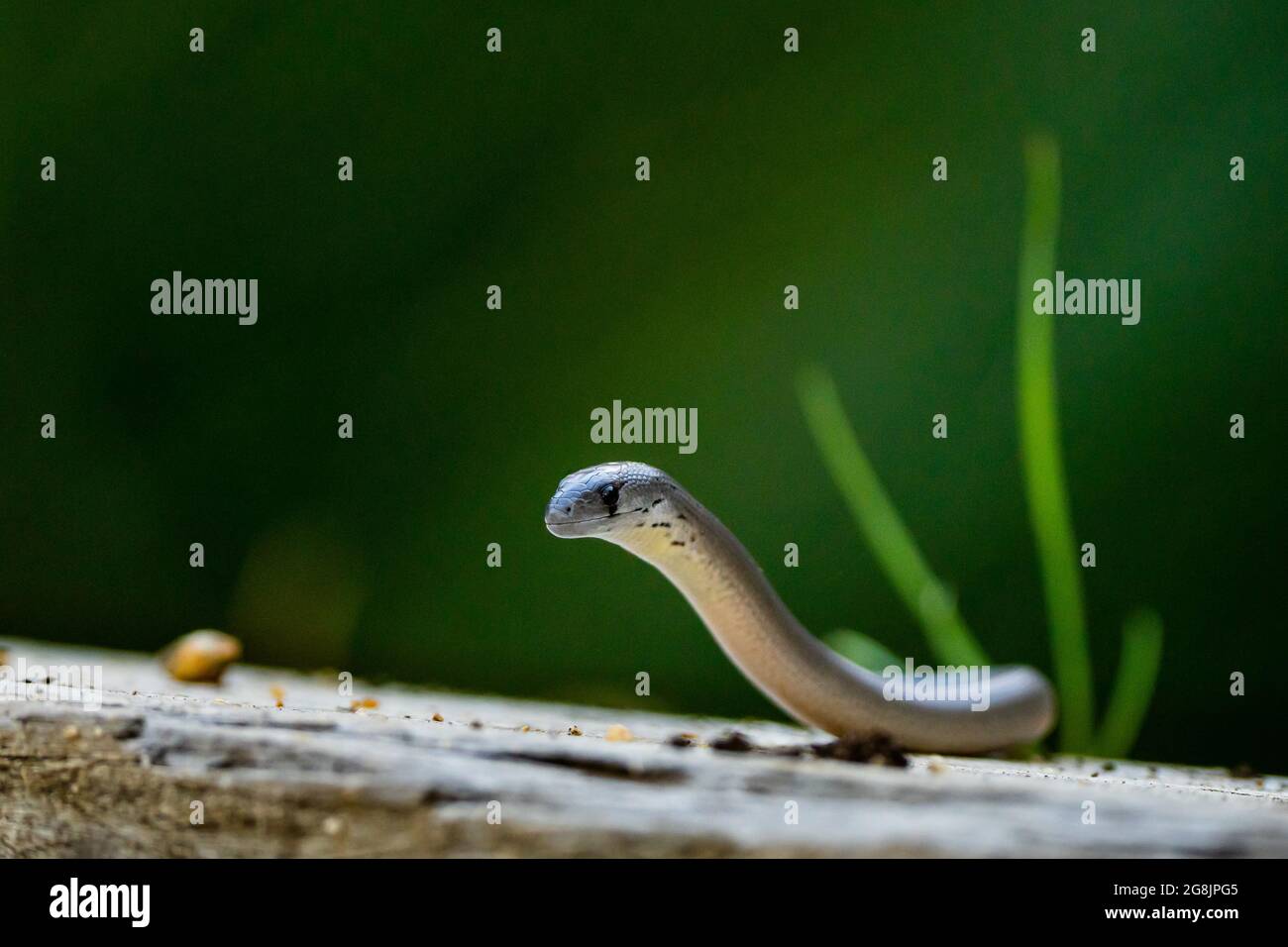 Baby grass snake hi-res stock photography and images - Alamy