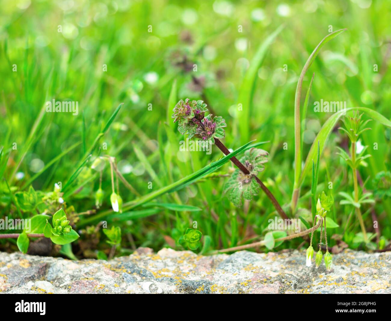 Wild purple flowers on fresh green grass blurred bokeh amazing nature ...