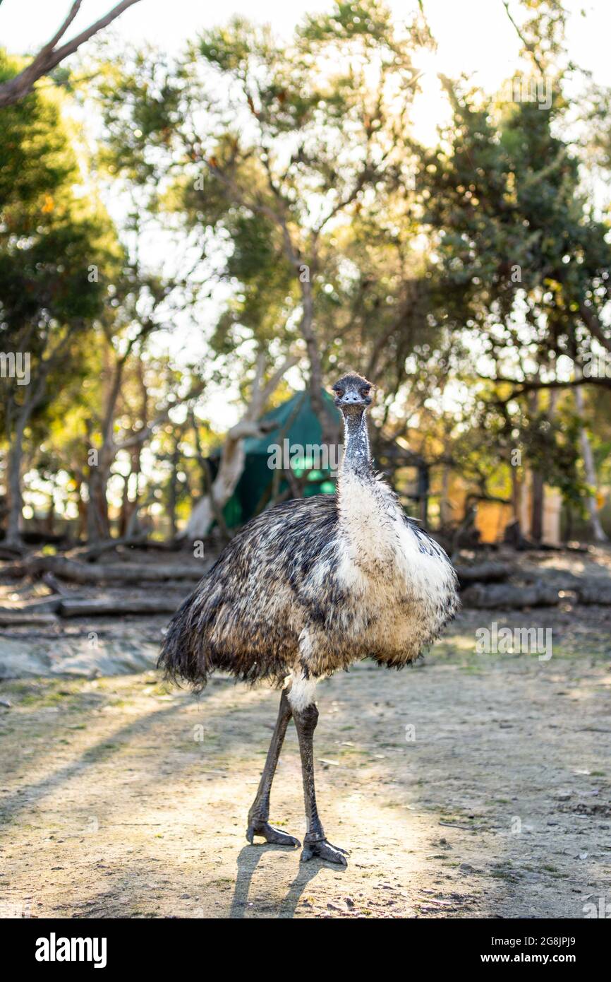Emu in wildlife park Stock Photo - Alamy