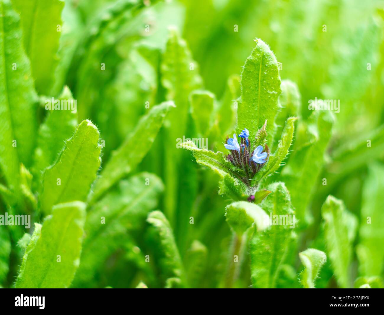 Wild blue flowers on fresh green grass blurred bokeh amazing nature ...