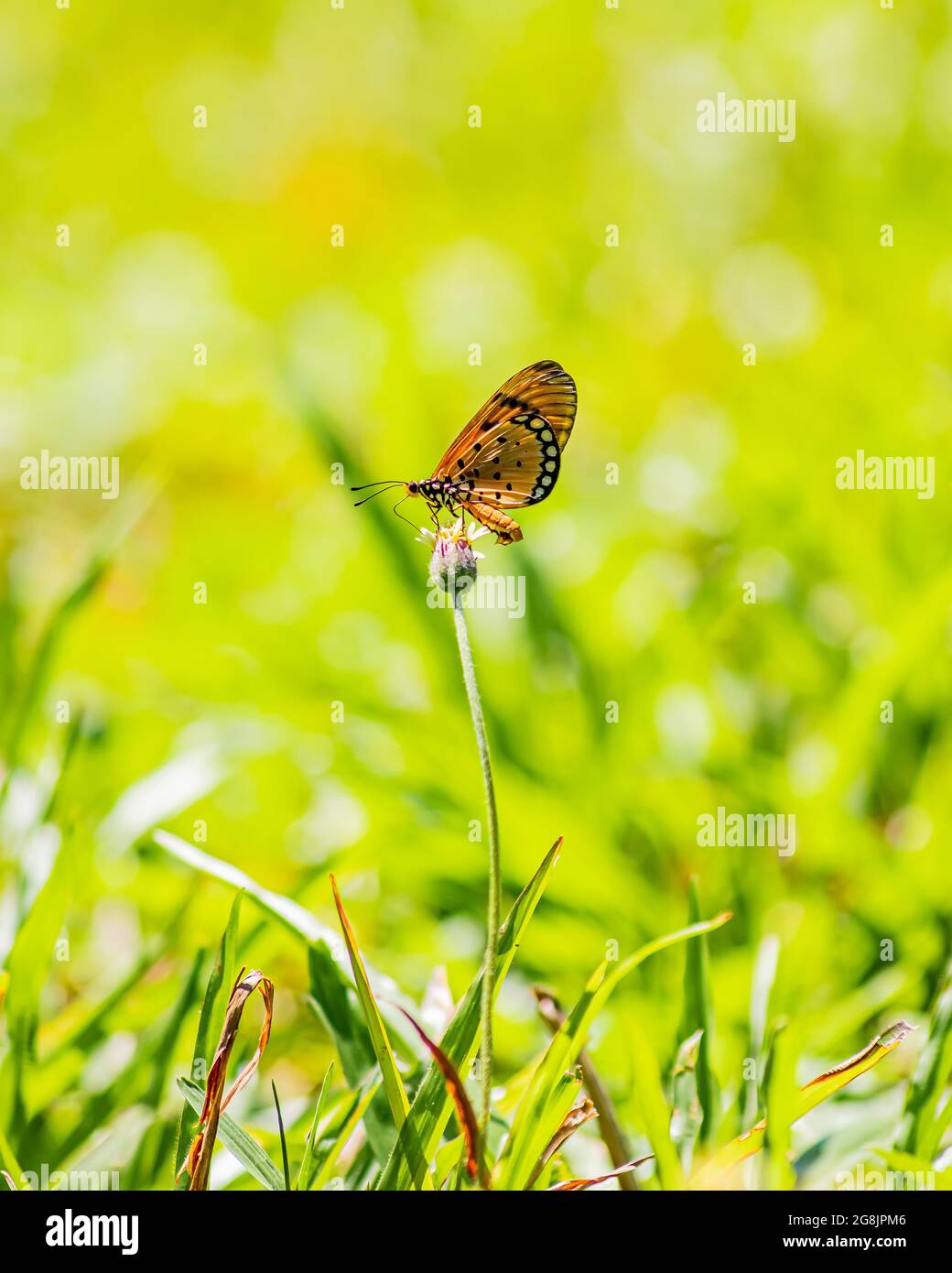 Pollen for butterflies hi-res stock photography and images - Alamy