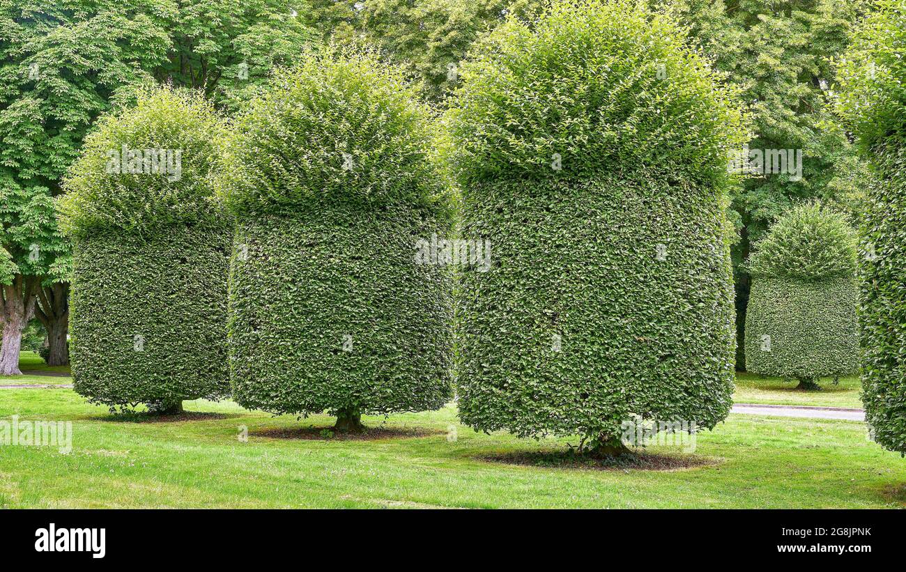 Pruned hornbeam trees in summer (Carpinus betulus Stock Photo - Alamy