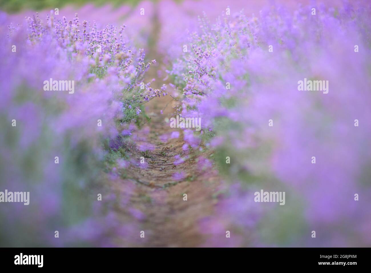 Violet blooming lavender patches in hi-res stock photography and images ...