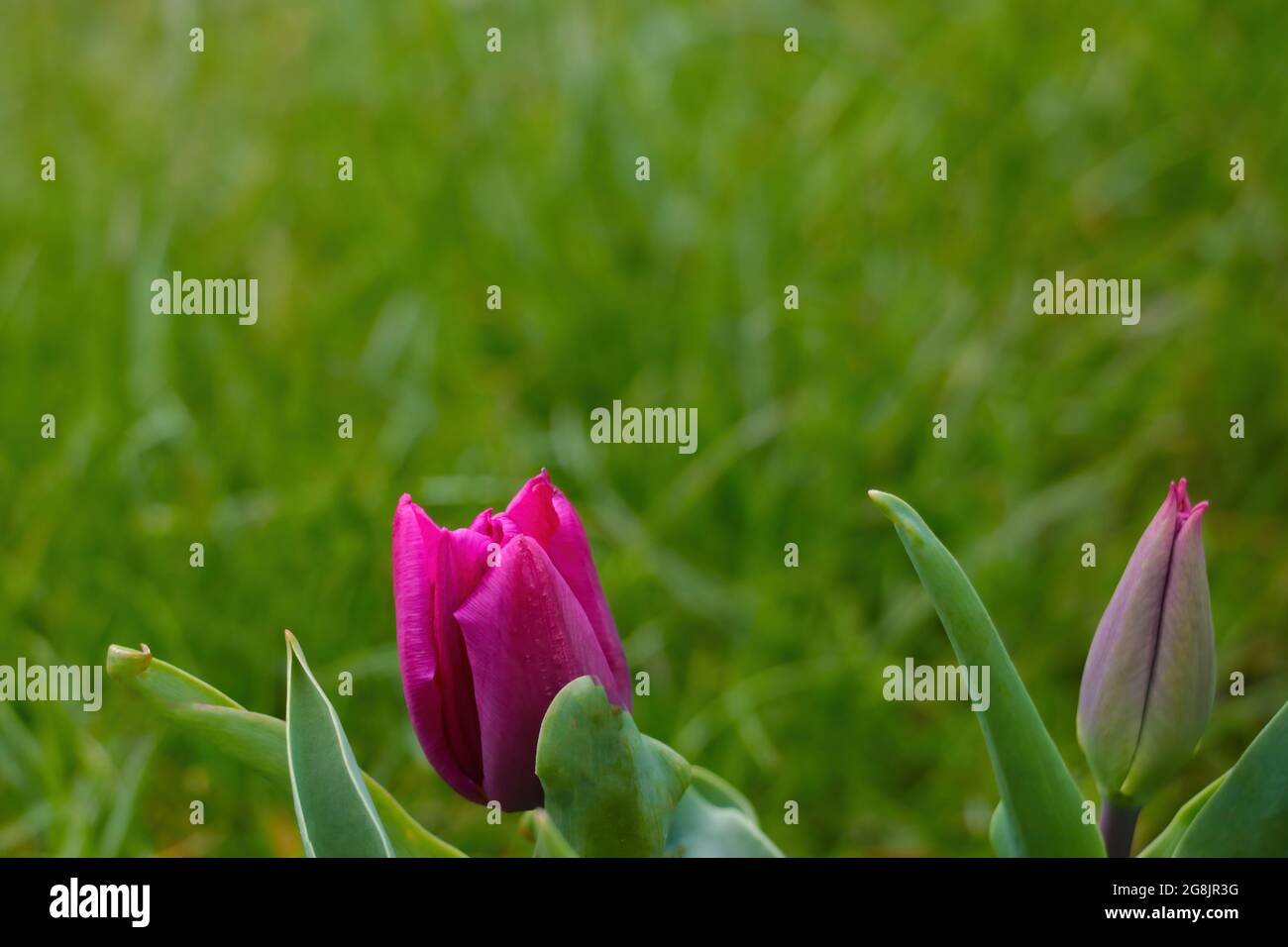 Young beautiful woman tulip portrait hi-res stock photography and ...
