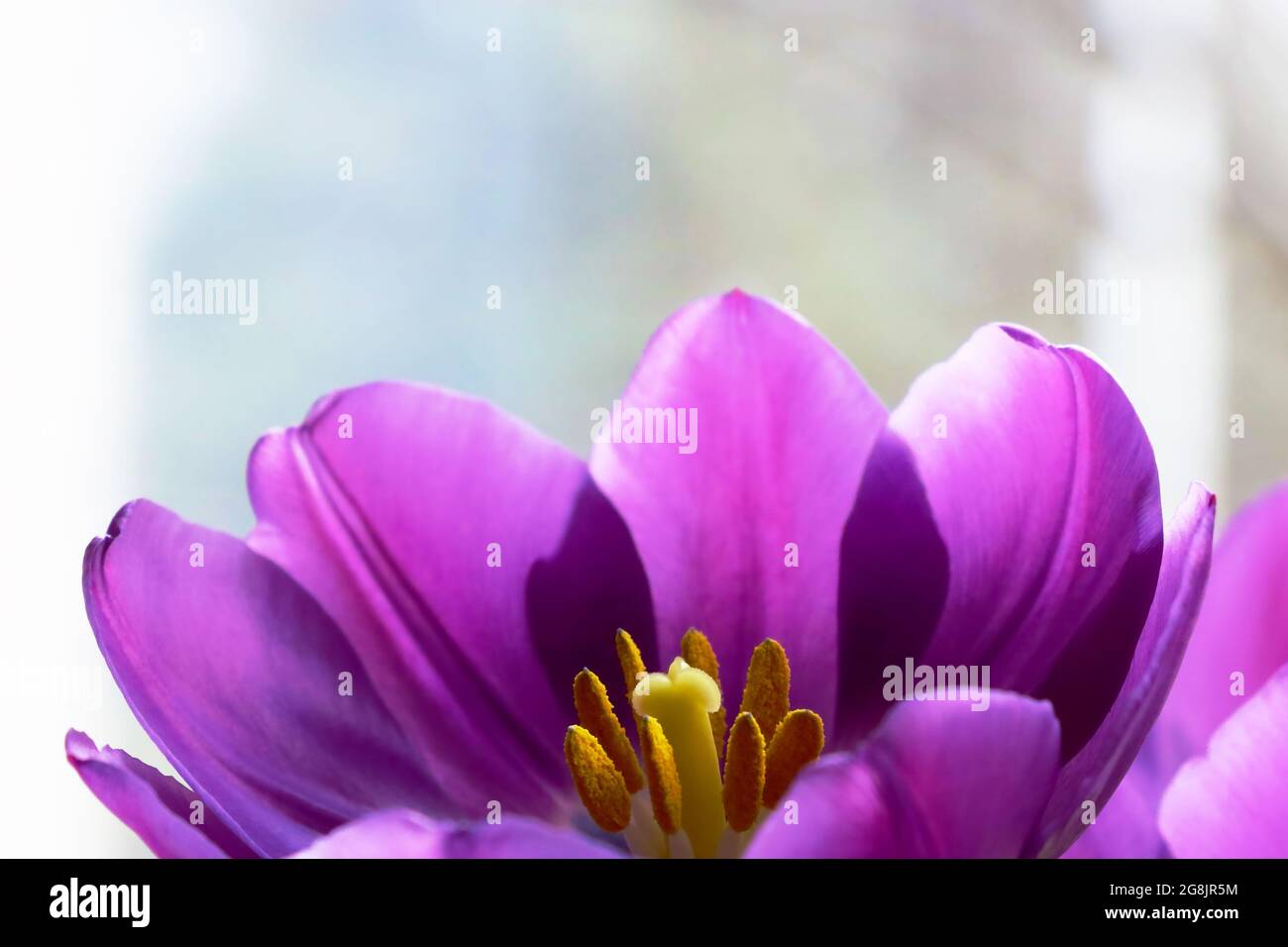 Purple bud hi-res stock photography and images - Alamy