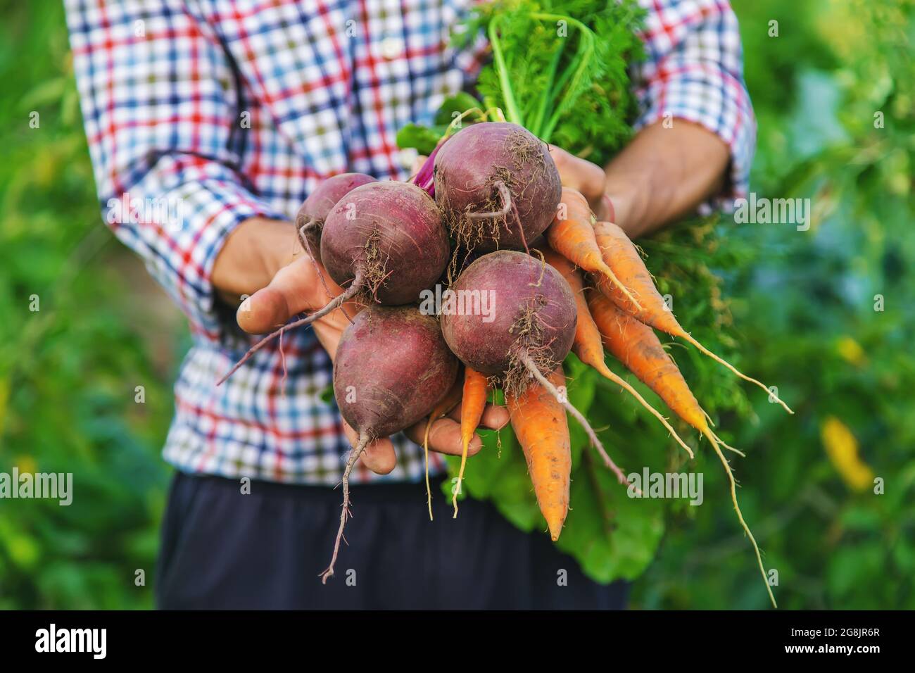 A man farmer holds carrots and beets in his hands. Selective focus ...