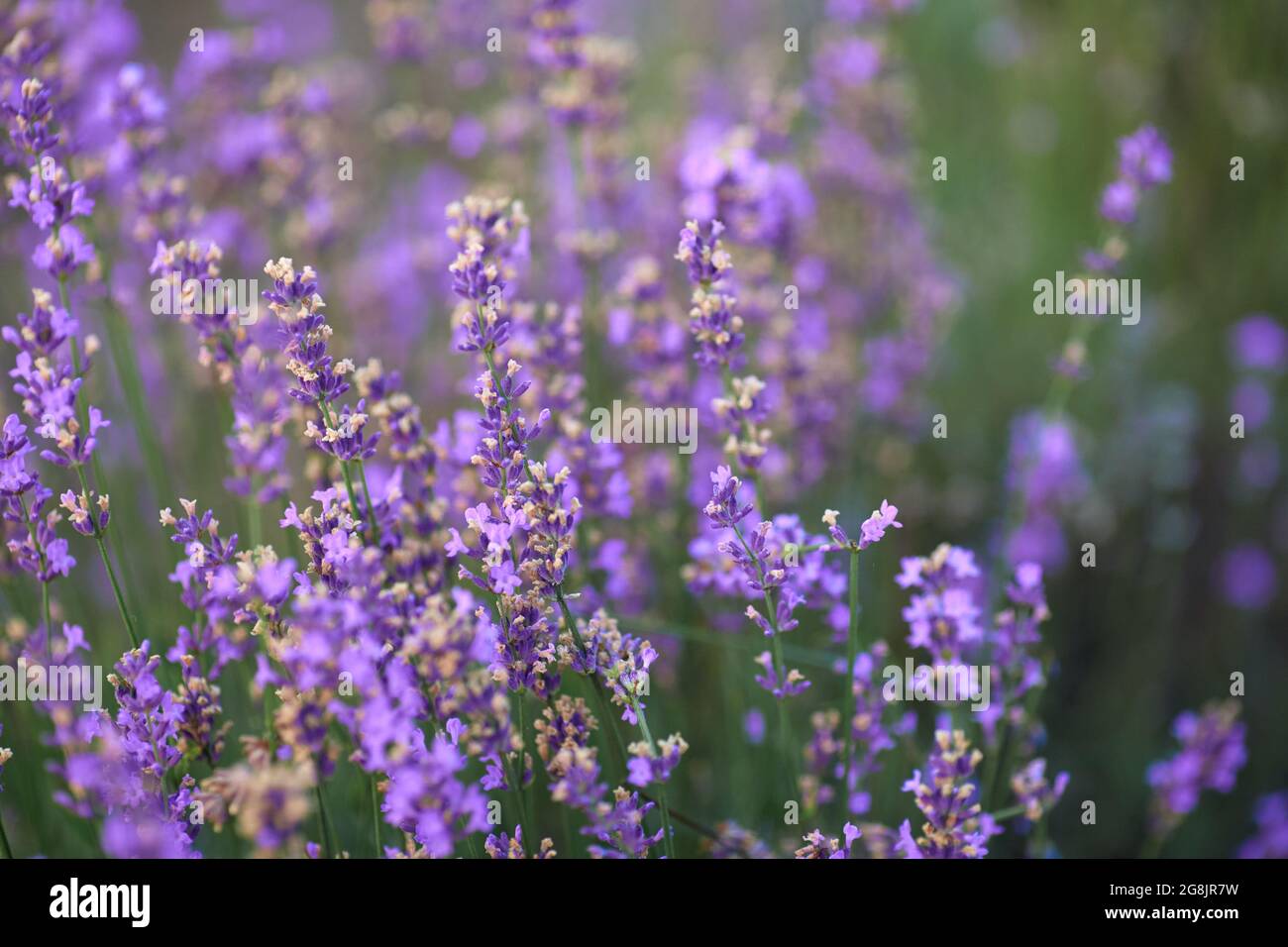 Colorful agricultural patches hi-res stock photography and images - Alamy