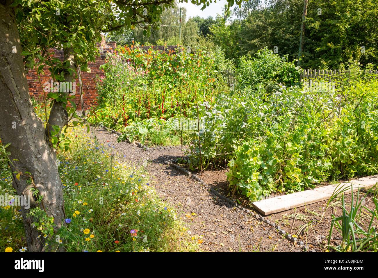 Traditional British vegetable garden growing in summer Stock Photo - Alamy