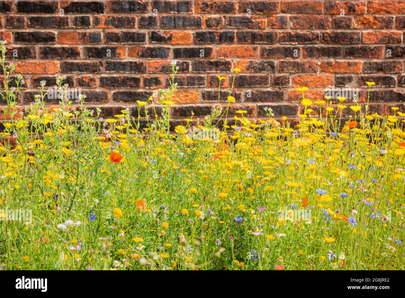 Pretty wild flowers hi-res stock photography and images - Alamy