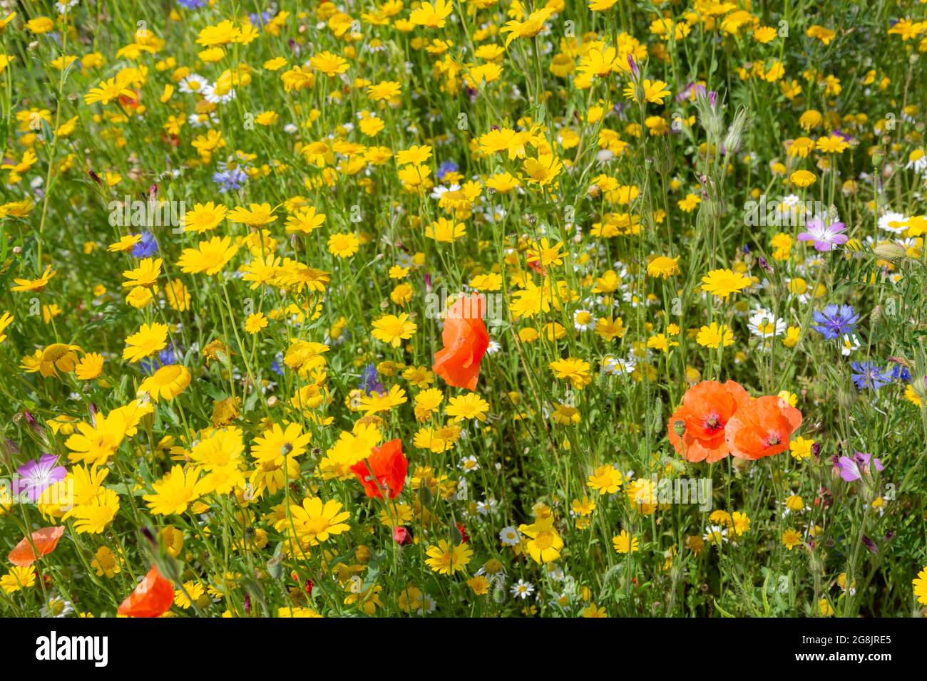 Growing wildflowers hi-res stock photography and images - Alamy