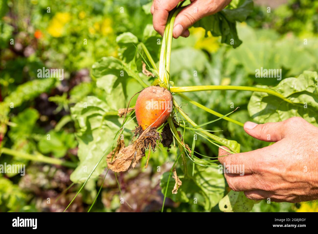 Beta vulgaris hands hi-res stock photography and images - Alamy