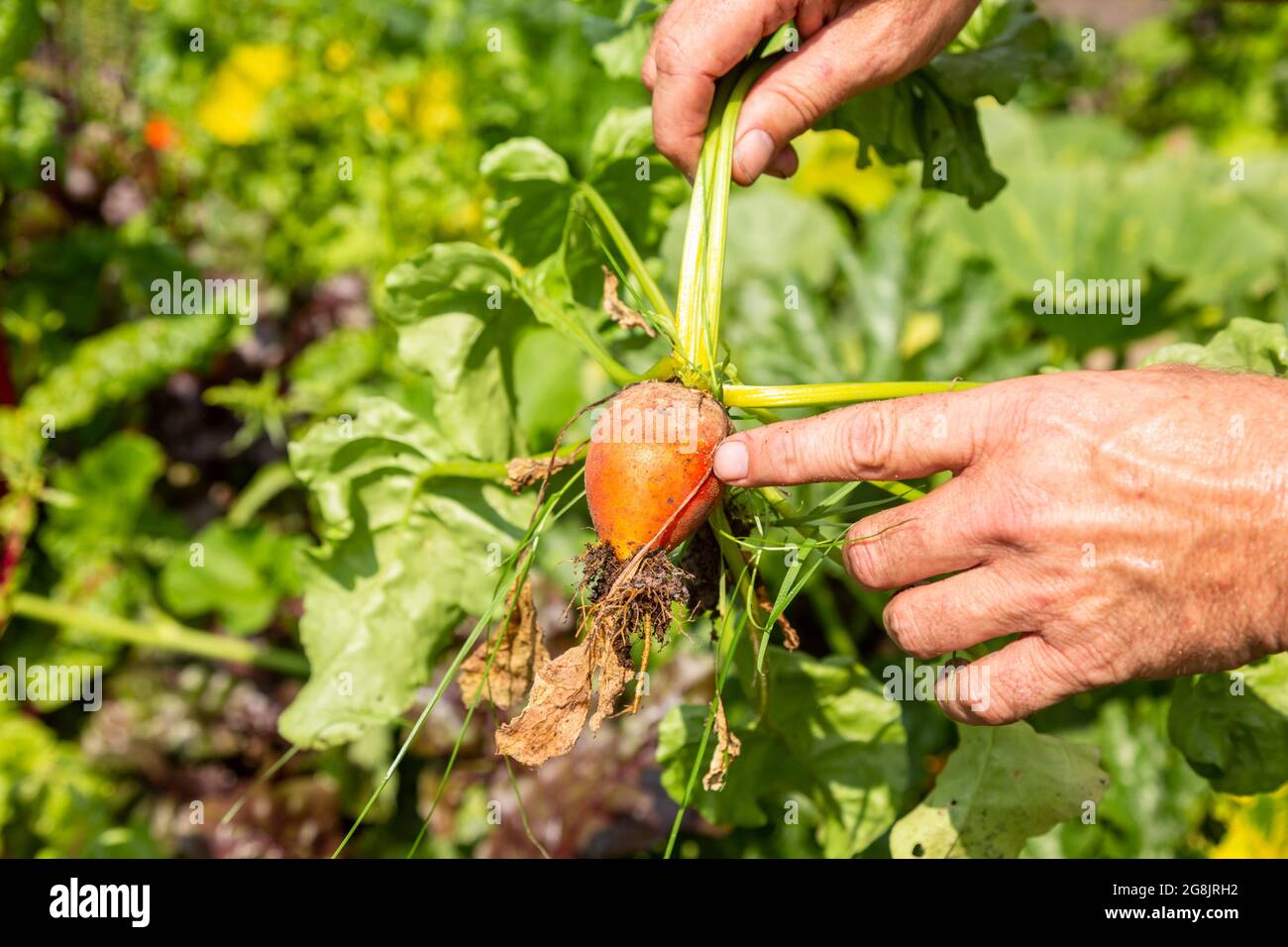 Beta vulgaris hands hi-res stock photography and images - Alamy