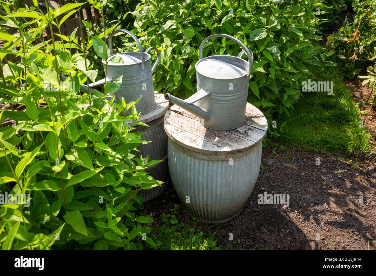 Water butt and watering can in a vegetable garden, UK Stock Photo - Alamy