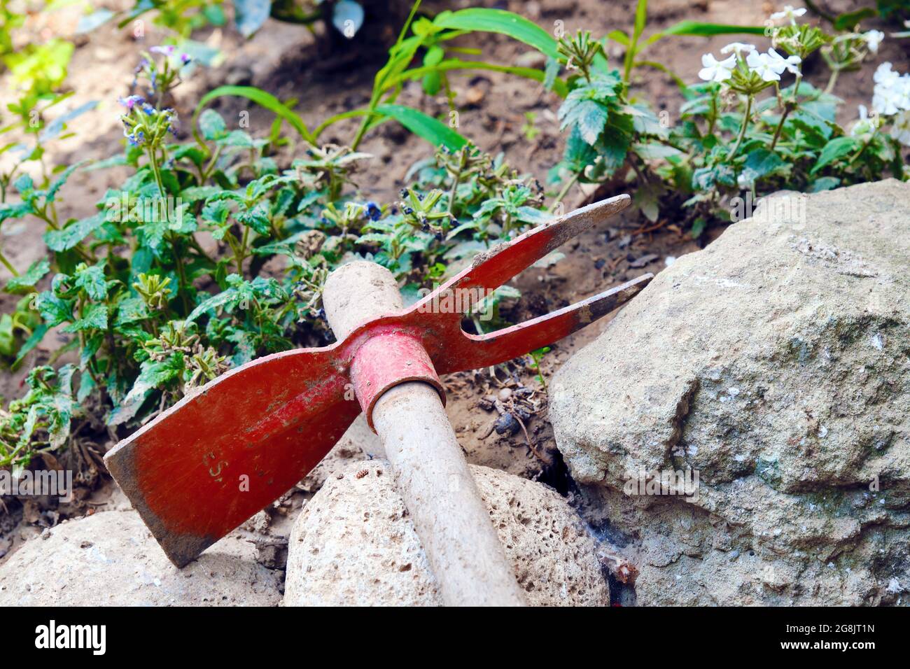 Double or twin hand hoe with wooden handle for gardening at the garden ...