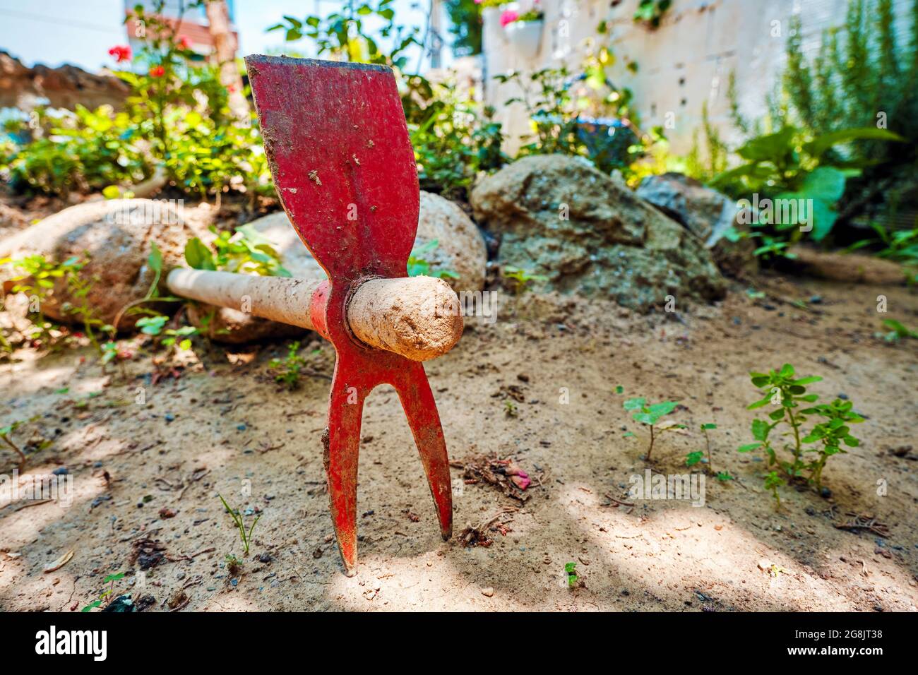 Double or twin hand hoe with wooden handle for gardening at the garden ...