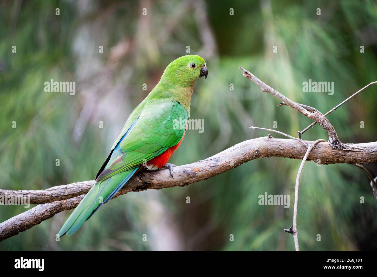 Australian King Parrot, Female Stock Photo - Alamy