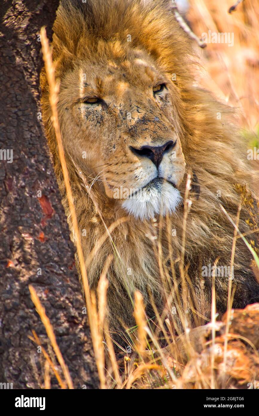 Lion, Panthera Leo, Nature Reserve, South Afica, Africa Stock Photo - Alamy