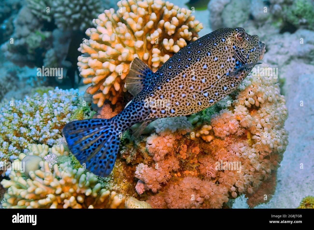 Red Sea Putterfish, Giant Puffer, Boxfish, Coral Reef, Red Sea, Egypt ...