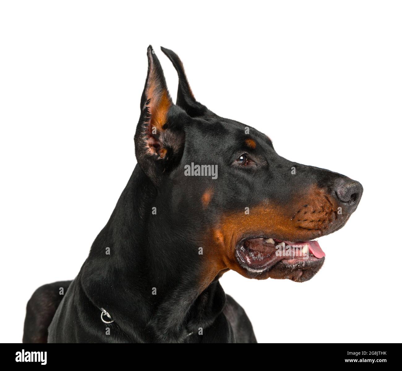 Doberman isolated on white background Stock Photo - Alamy