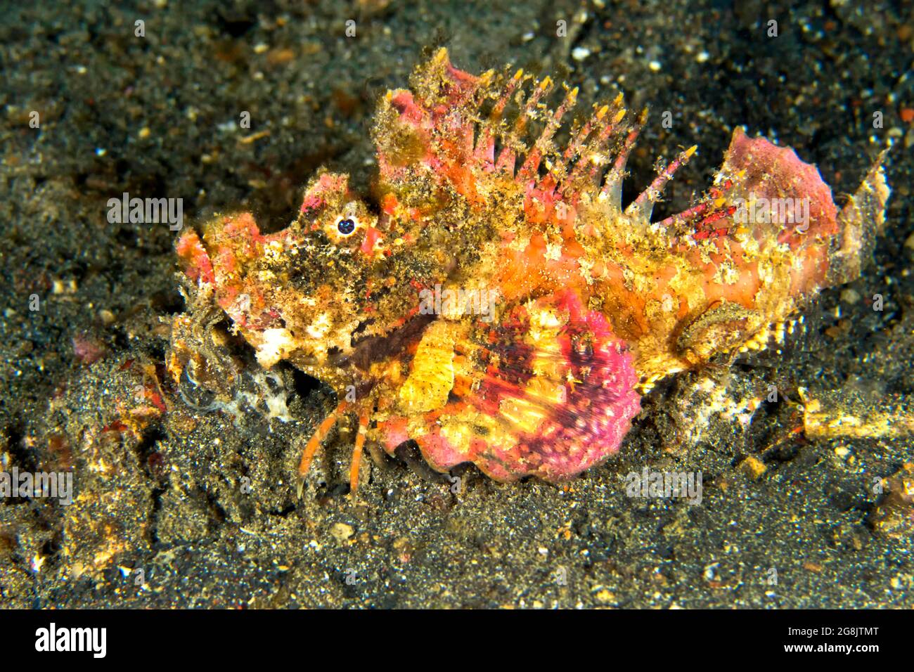 Devil Stinger, Spiny Devilfish, Inimicus didactylus, Lembeh, North ...