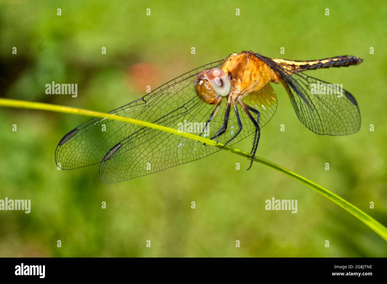 Dragonfly, Tropical Rainforest, Costa Rica, Central America, America ...