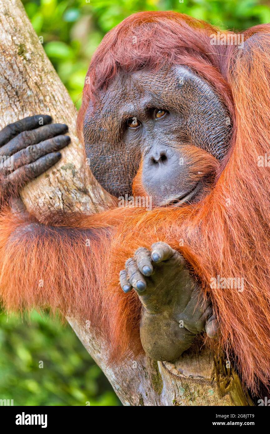 Orangutan, Pongo pygmaeus, Tanjung Puting National Park, Borneo ...
