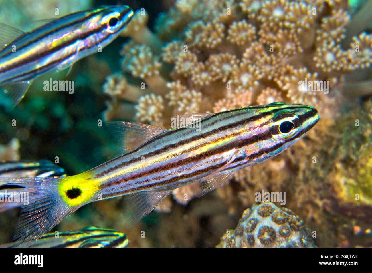 Toothy Cardinalfish, Cheilodipterus isostigma, Bunaken National Marine ...