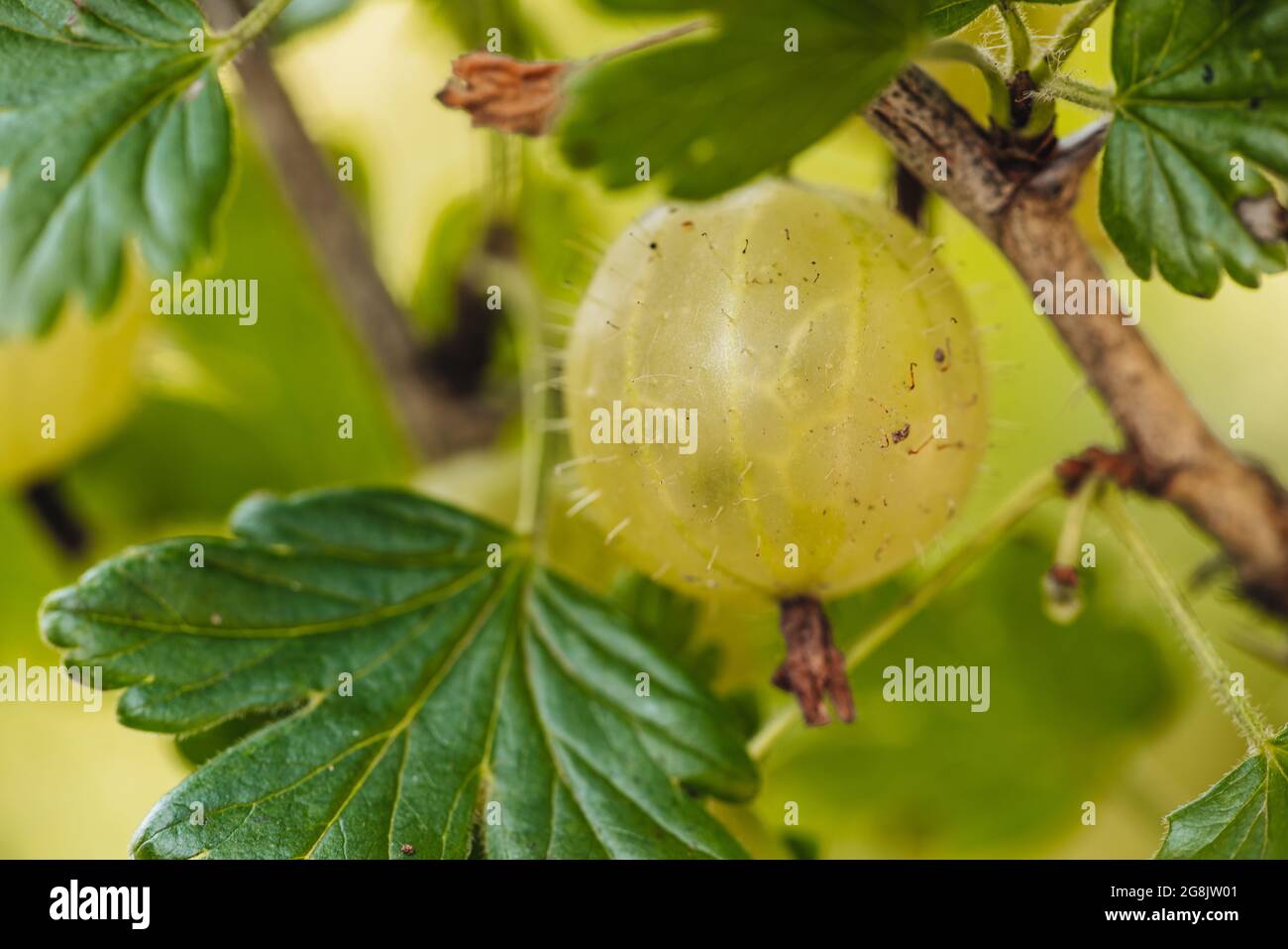 Gooseberry greenhouse hi-res stock photography and images - Alamy