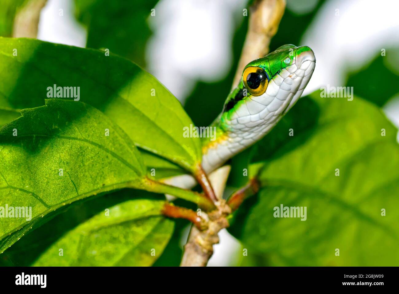 Parrot snake, Satiny Parrot Snake, Leptophis depressirostris, Corcovado ...