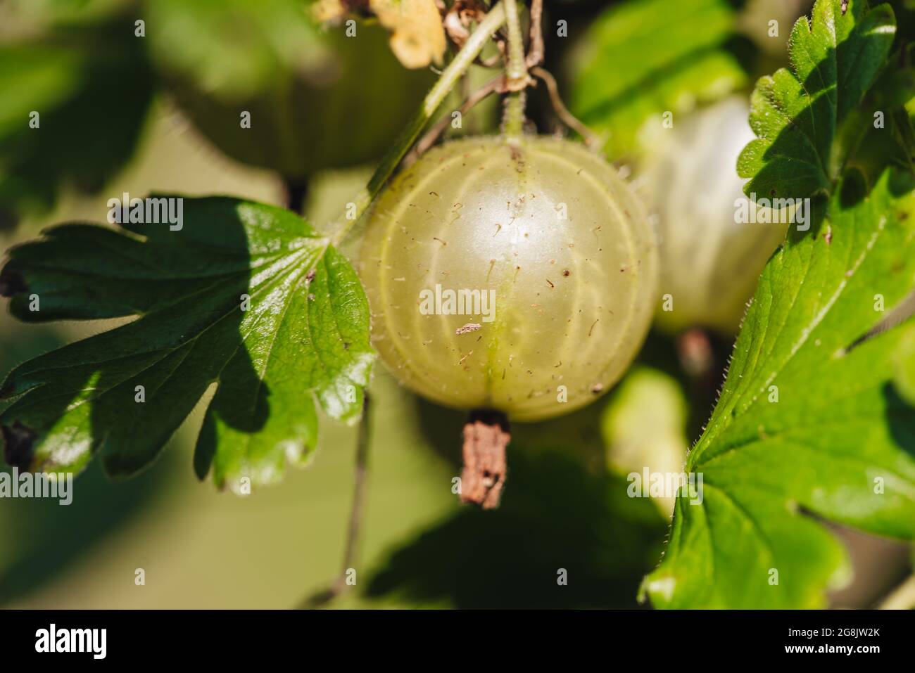 Gooseberry greenhouse hi-res stock photography and images - Alamy