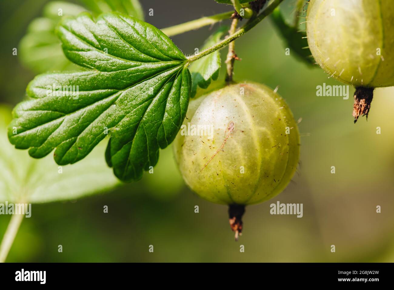 Gooseberry greenhouse hi-res stock photography and images - Alamy