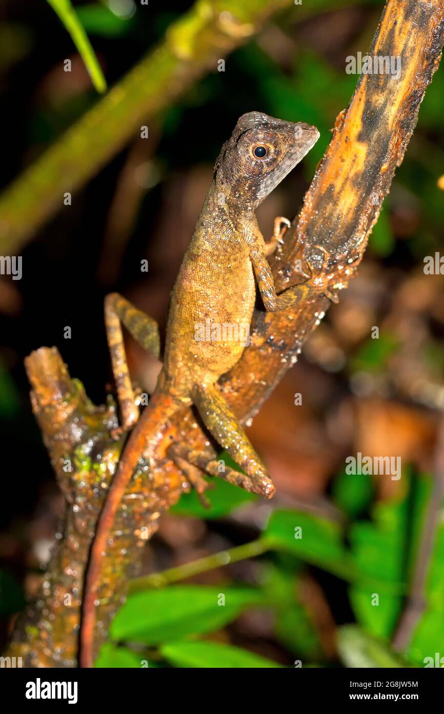 Brown-patched Kangaroo Lizard, SriLankan Kangaroo Lizard, Otocryptis ...