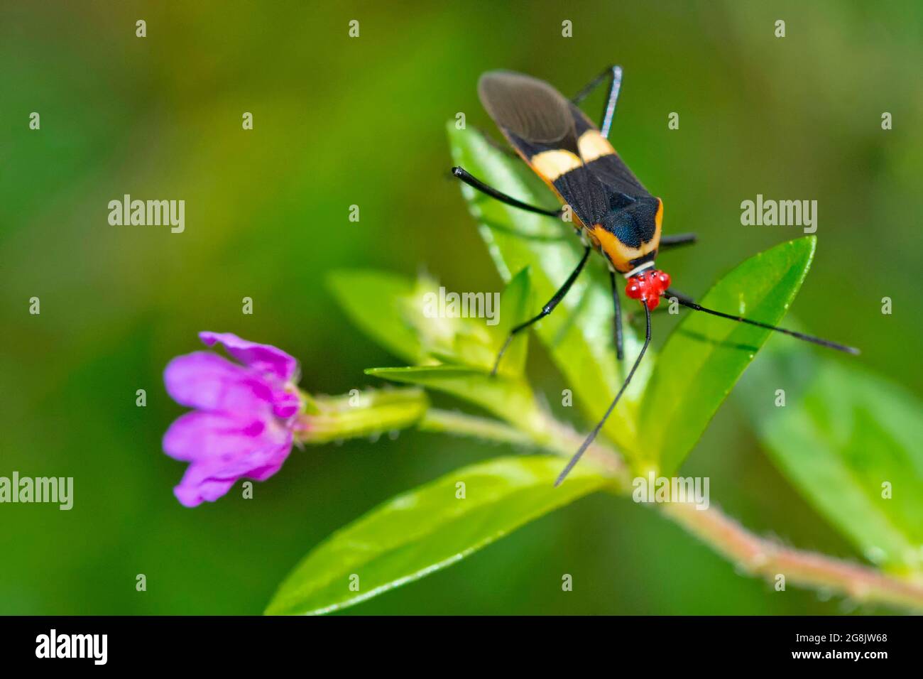 Shield Bug, Chust Bug, Heteroptera, Hemiptera, Tropical Rainforest ...