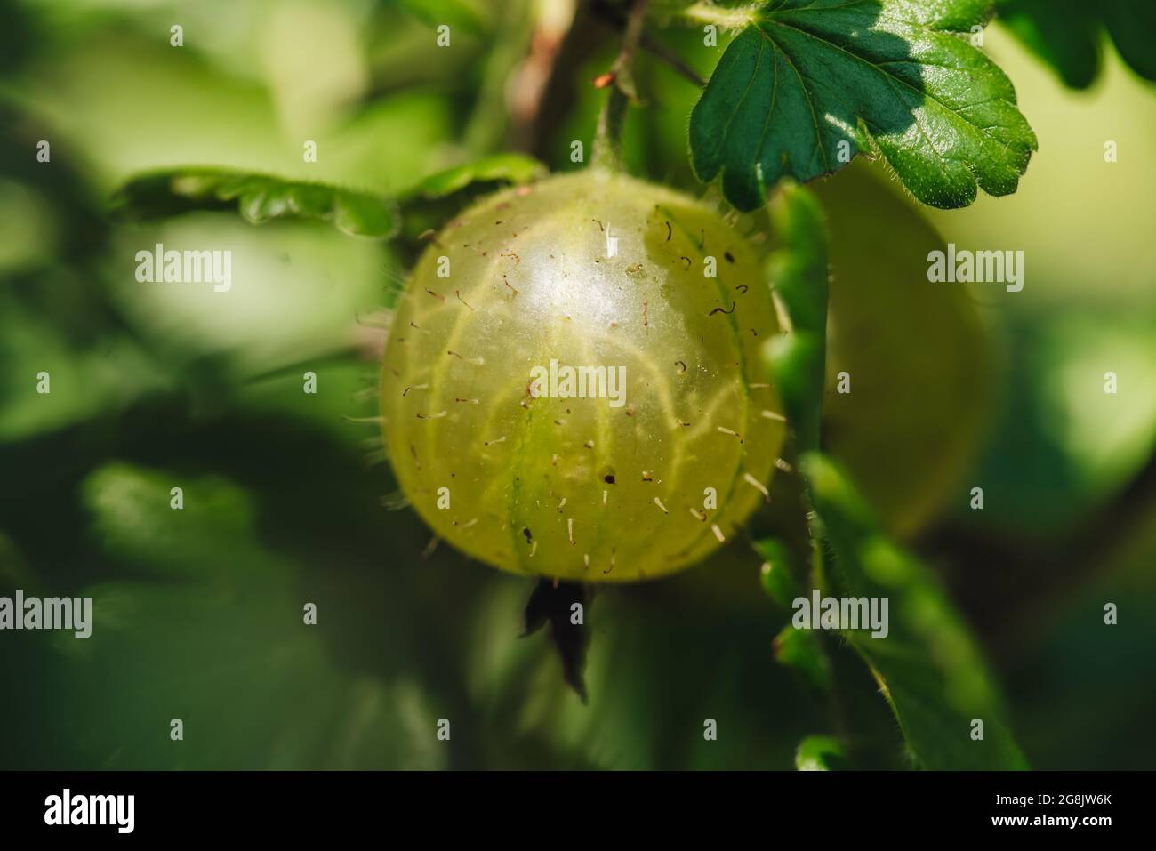 Raw gooseberry hi-res stock photography and images - Alamy