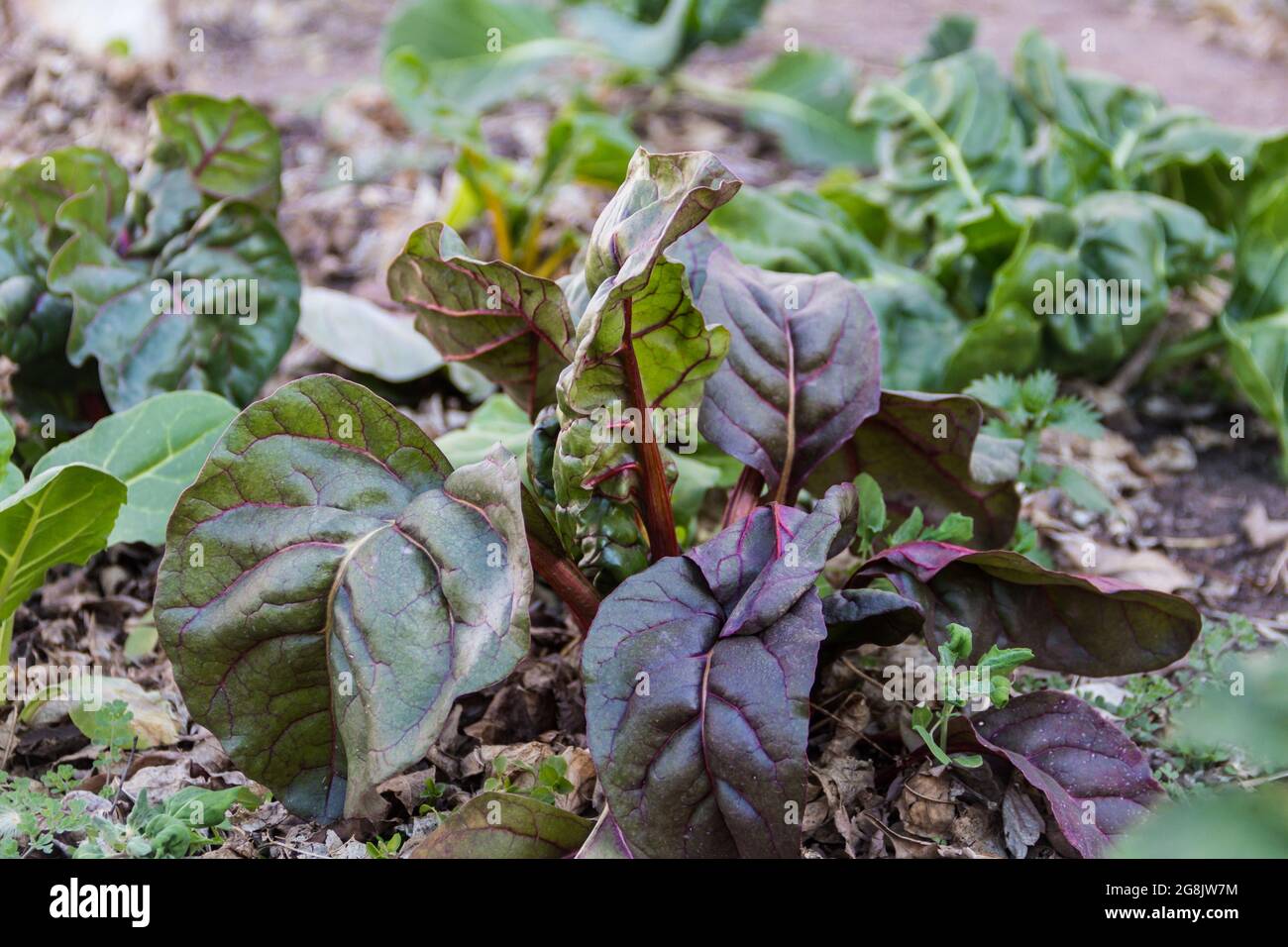variety of chard grown in the family garden Stock Photo - Alamy