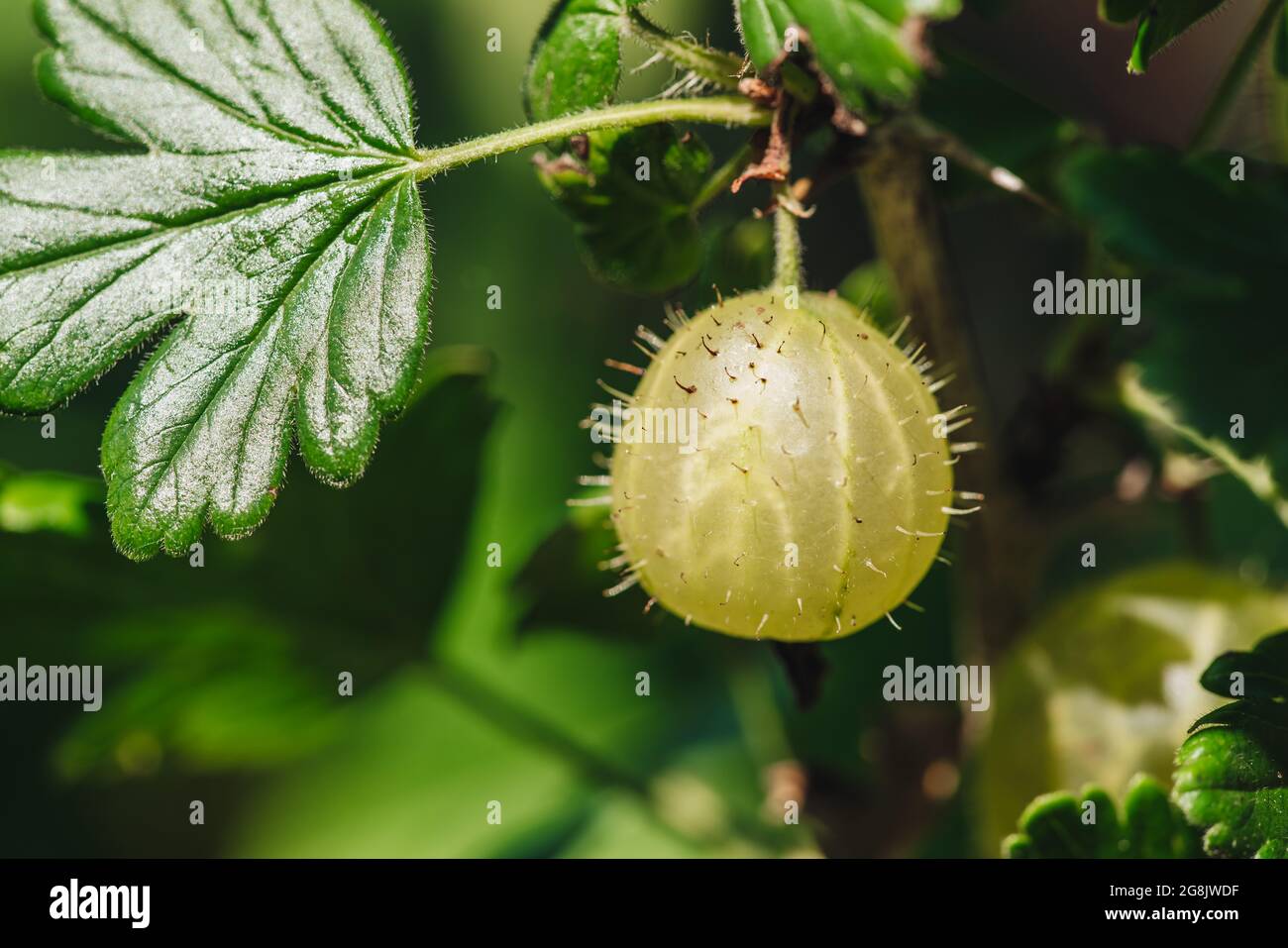 Raw gooseberry hi-res stock photography and images - Alamy