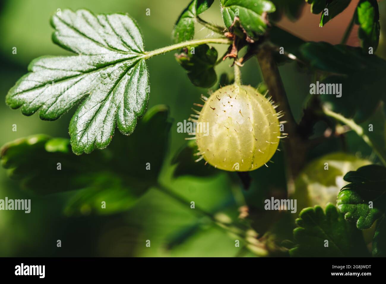 Gooseberry greenhouse hi-res stock photography and images - Alamy