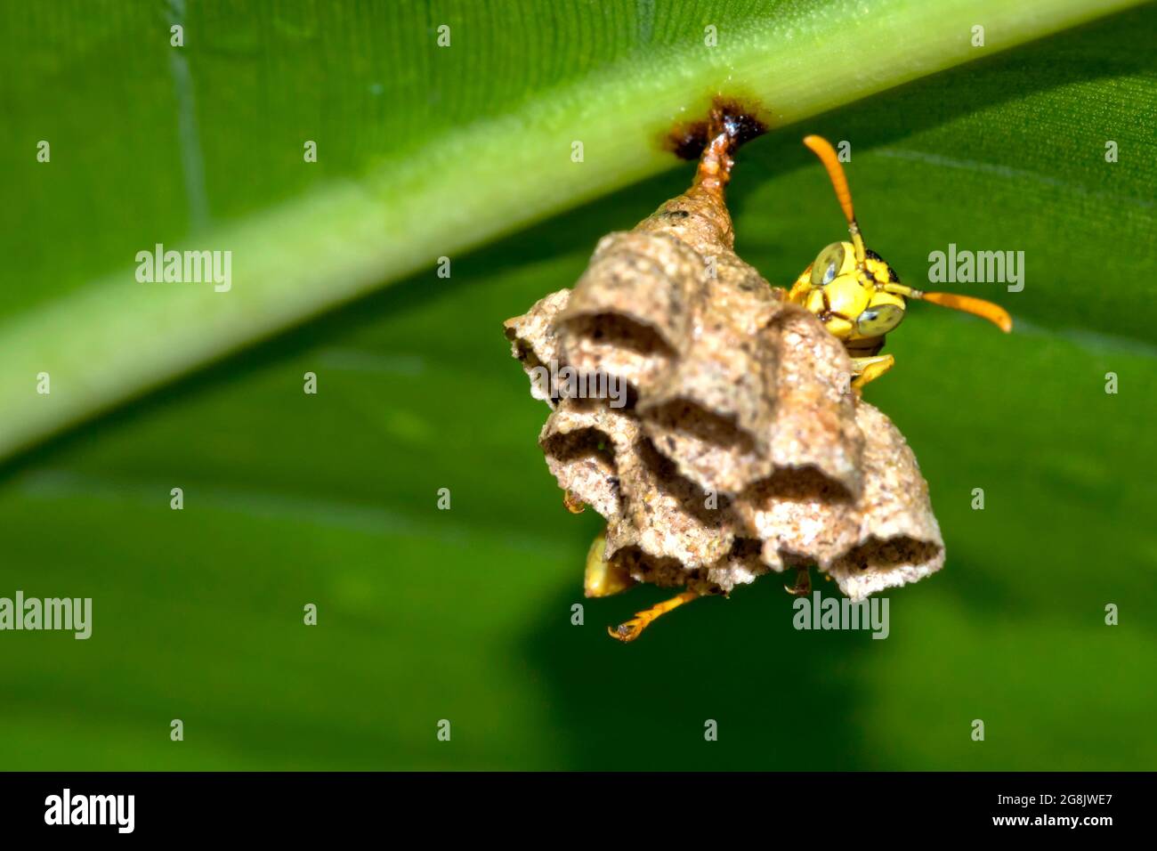 Wasp, Wasp Nest, Tropical Rainforest, Marino Ballena National Park ...