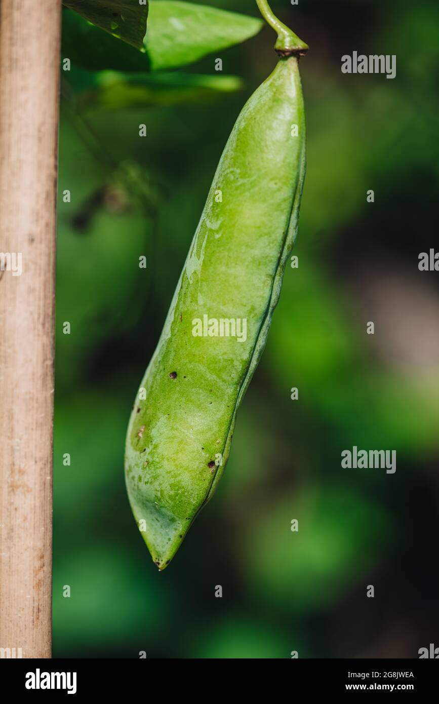 Garden pea plant seed pod hi-res stock photography and images - Alamy
