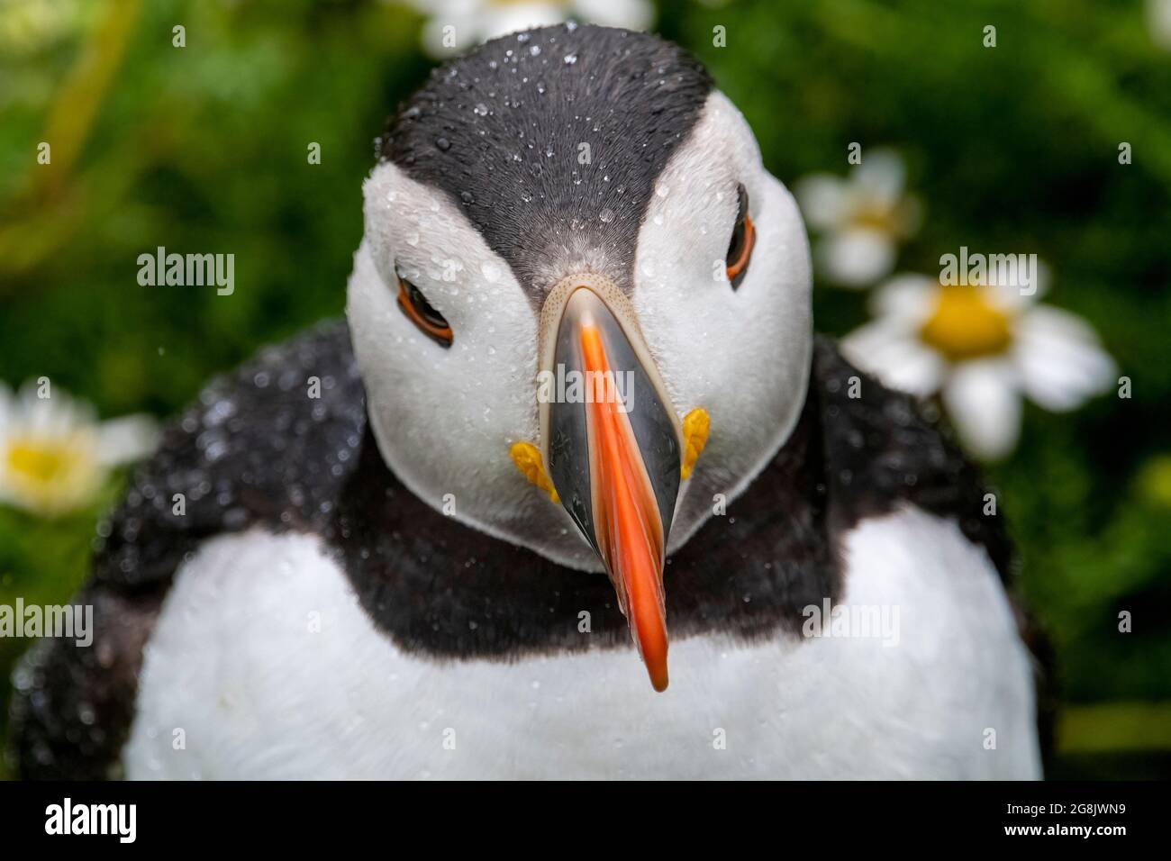 Close up puffin in hi-res stock photography and images - Alamy