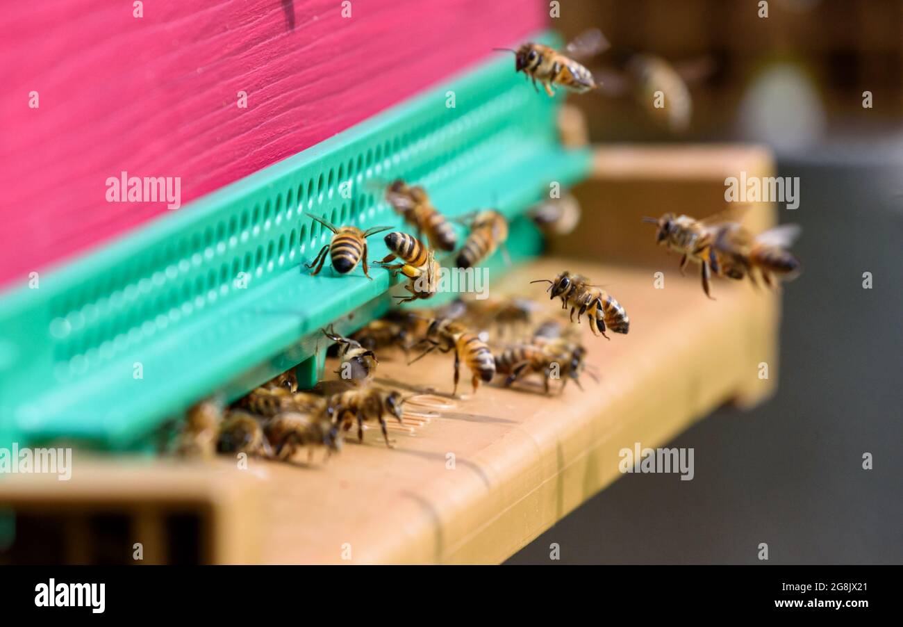 Close up of flying bees. Wooden beehive and bees Stock Photo - Alamy