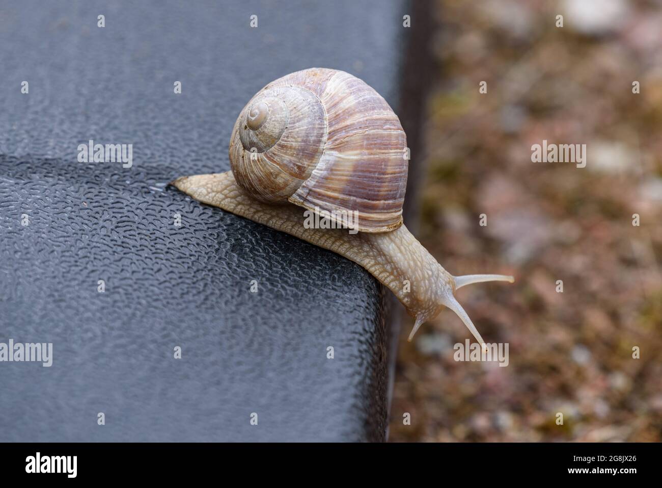 Close up view of a brown snail on the edge of an object Stock Photo - Alamy
