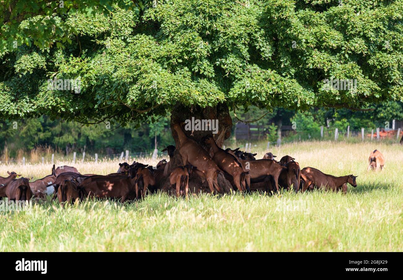 Cattle Shade High Resolution Stock Photography and Images - Alamy