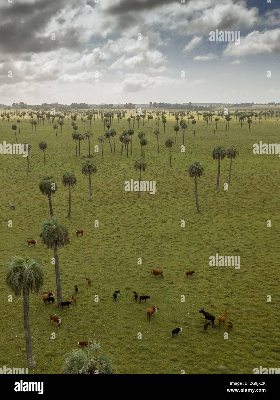 Aerial view of a field with palm trees, streams and cows Stock Photo ...