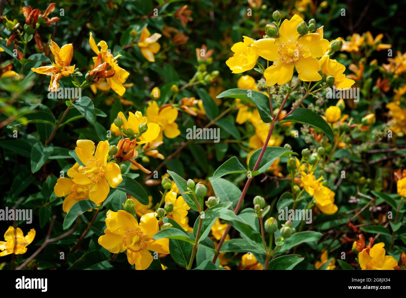 Hypericum closeup flower hi-res stock photography and images - Alamy