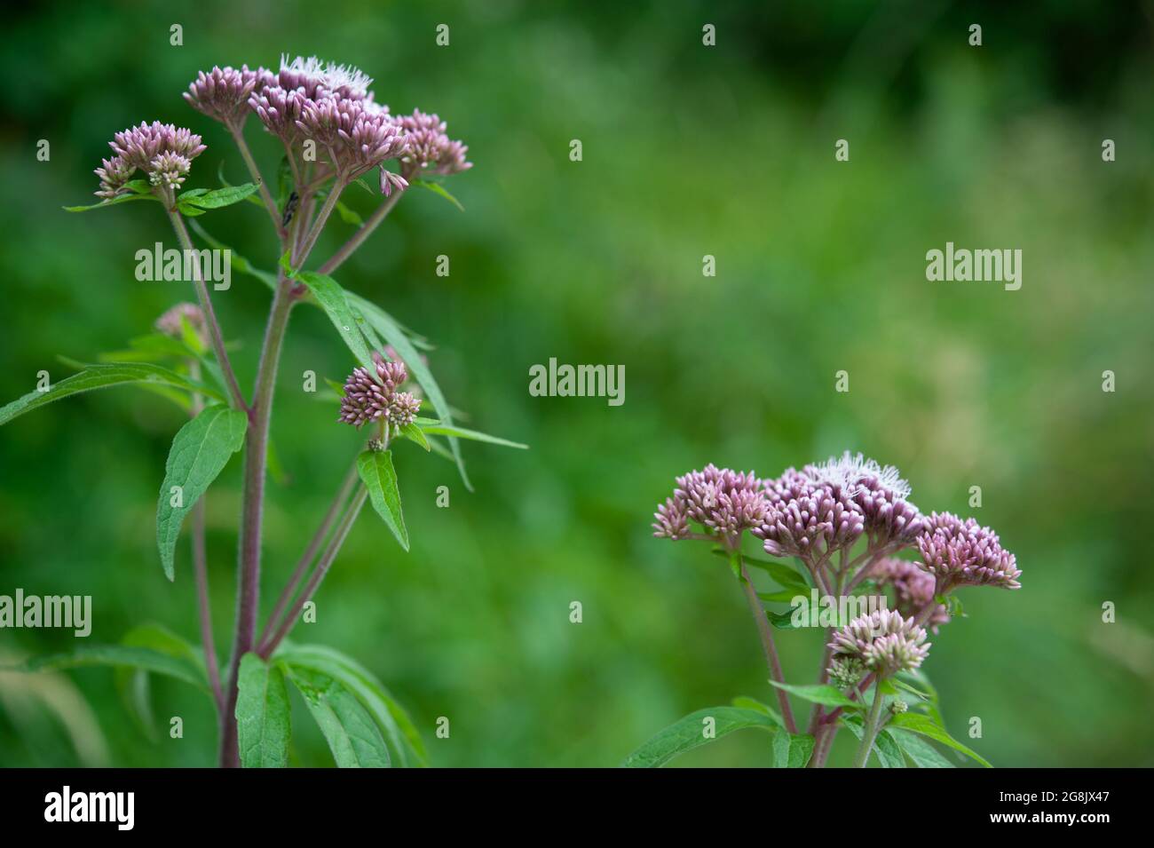 Purple milkweed hi-res stock photography and images - Alamy