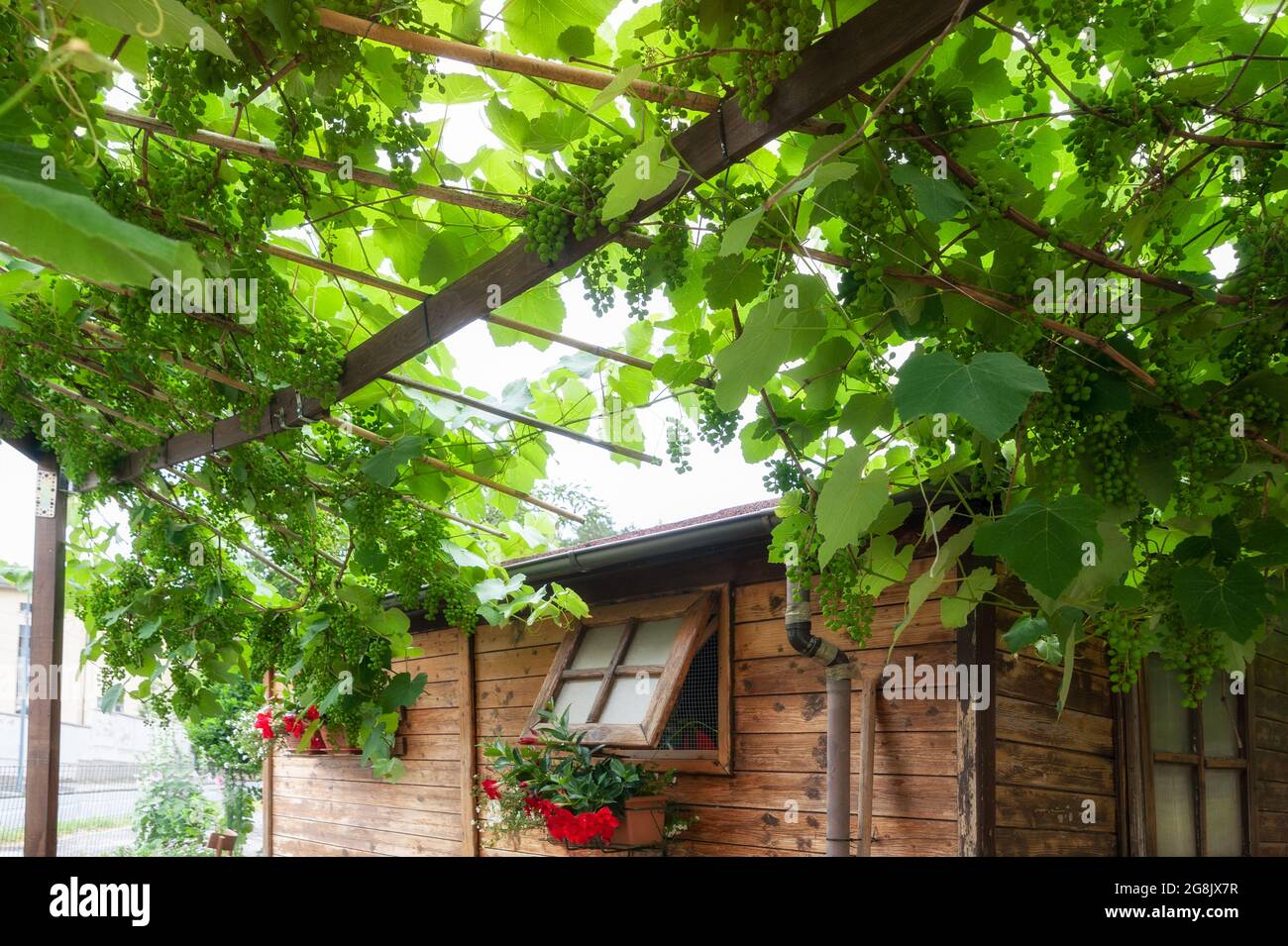 Grapevine pergola hi-res stock photography and images - Alamy