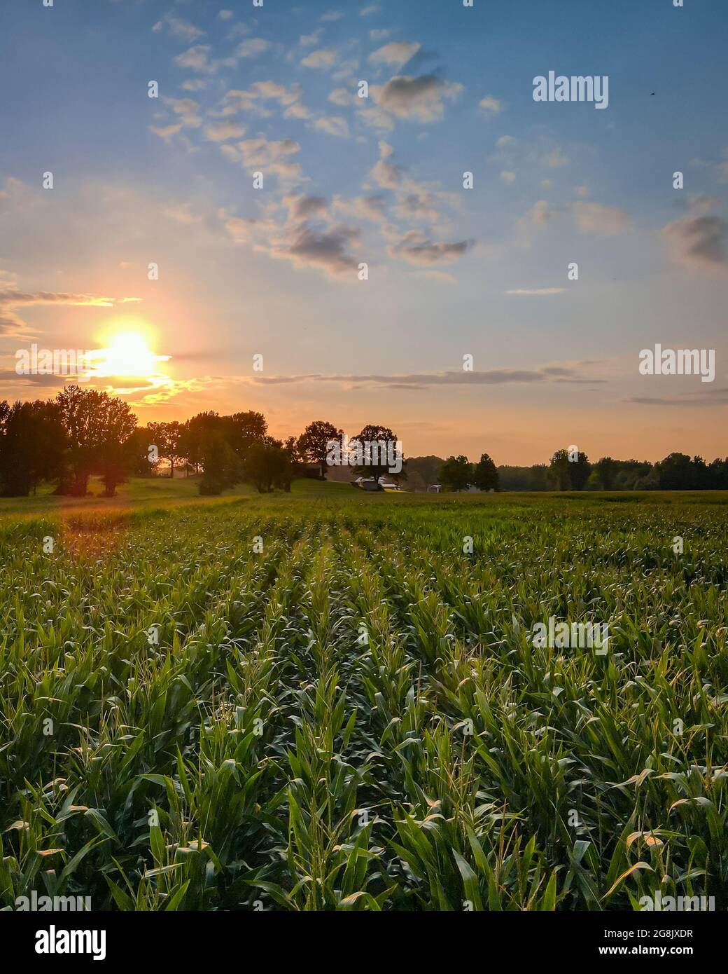 Corn field at sunset hi-res stock photography and images - Alamy