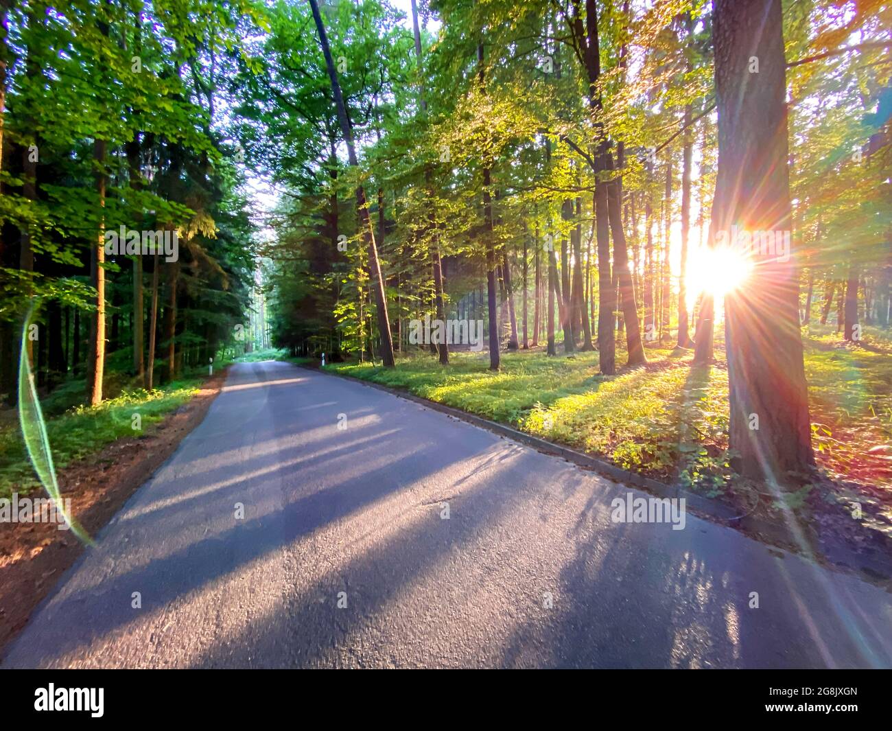 Bavarian Forest during summer time Stock Photo - Alamy