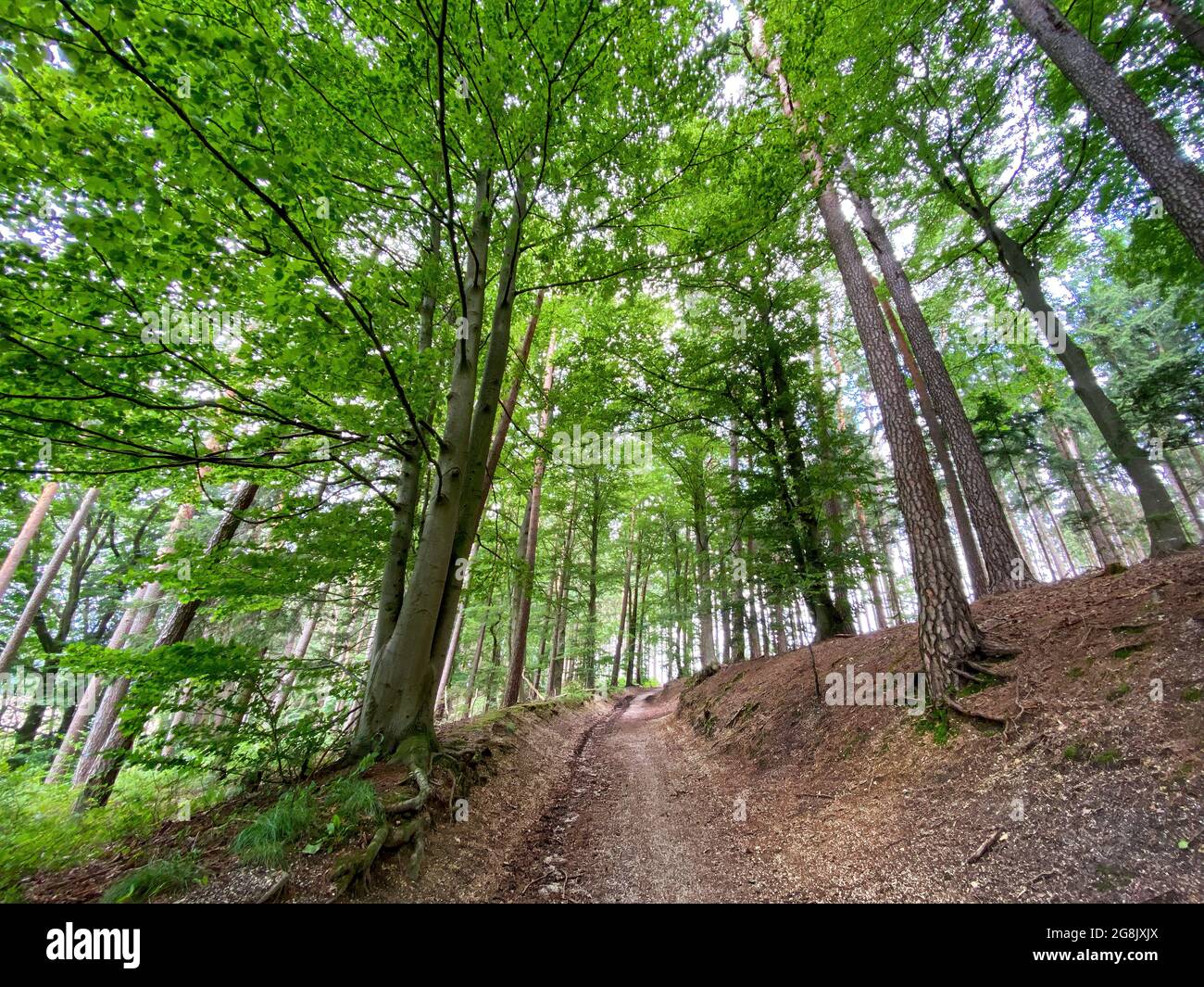 Bavarian Forest during summer time Stock Photo - Alamy